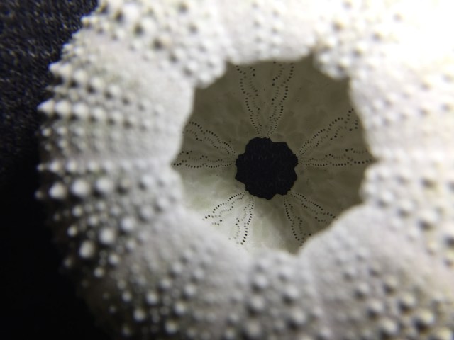 The Uniqueness of Urchins: Tube Feet – Out of the Blue (Ocean)