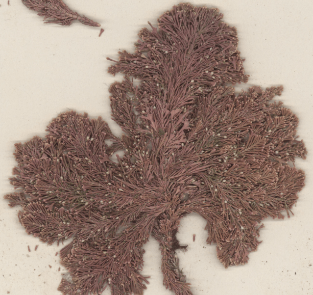 Gorgeous Geniculated Coralline Algae – Out of the Blue (Ocean)