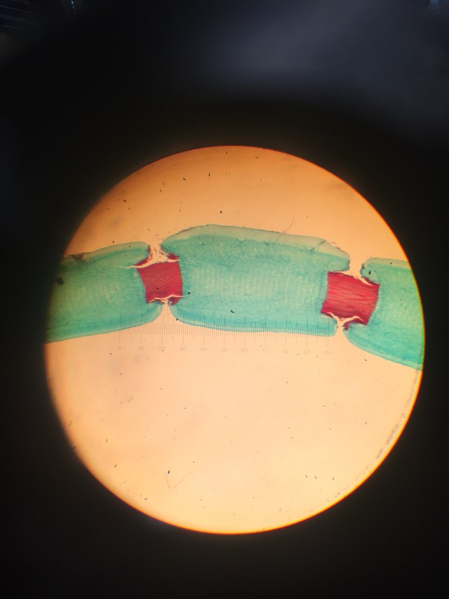 Gorgeous Geniculated Coralline Algae – Out of the Blue (Ocean)