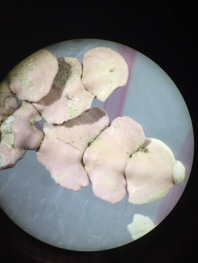 Gorgeous Geniculated Coralline Algae – Out of the Blue (Ocean)